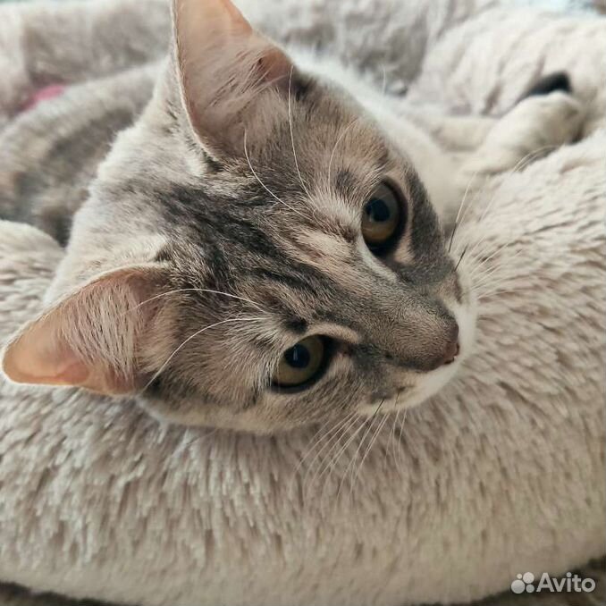 Метис Шотландки и Бенгала