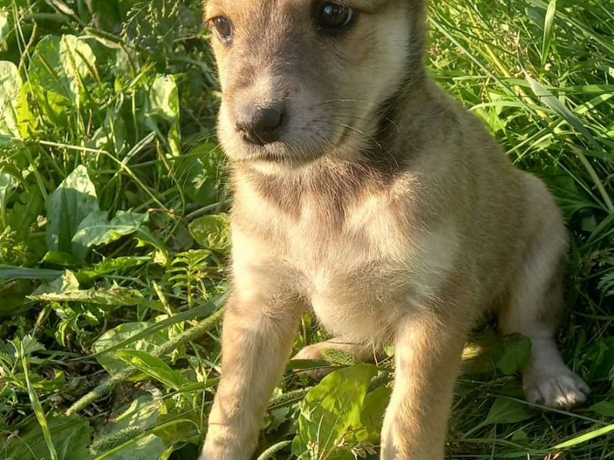 Щенки дворовые