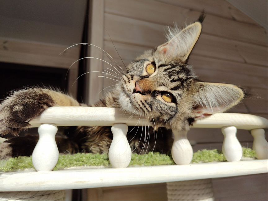 Котик мейн кун