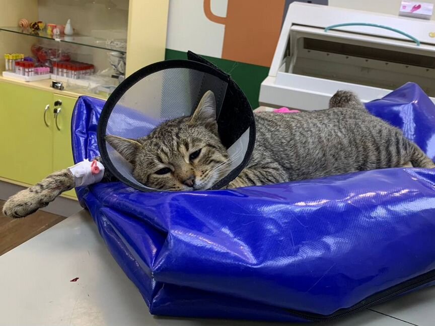 Кот