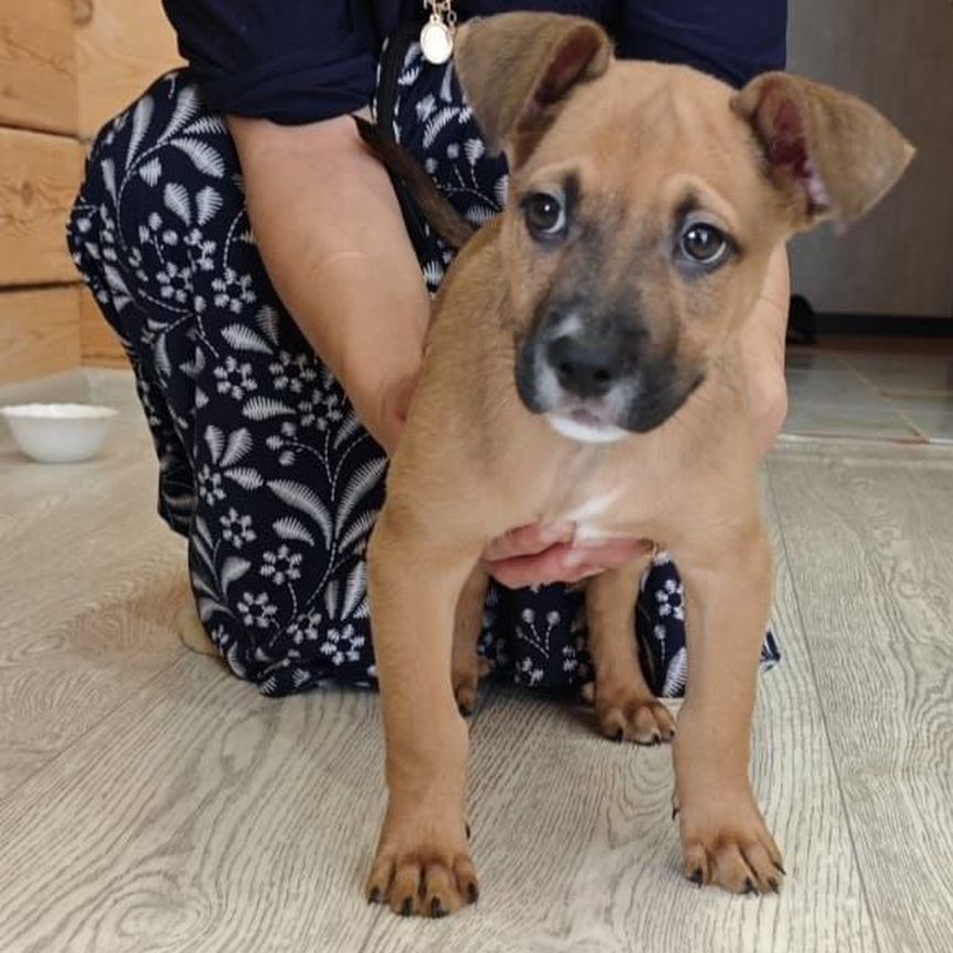 Американский стаффордширский терьер, щенок