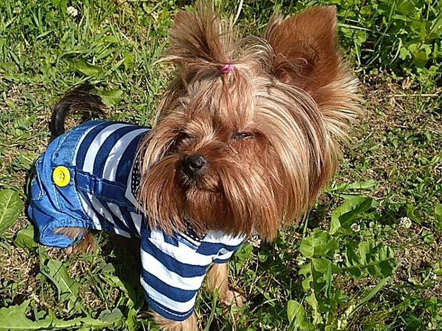 Много разных костюмов для собак