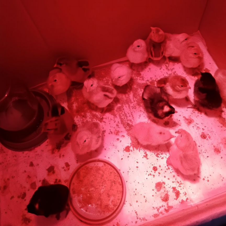 Цыплята суточные несушки доминанты