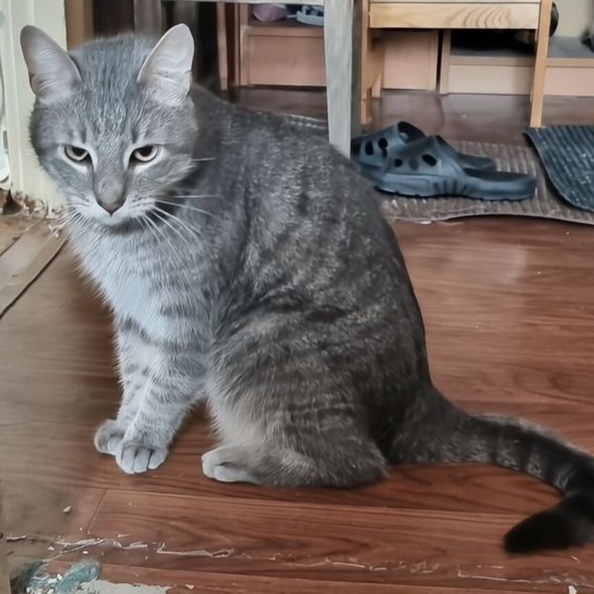 Взрослый кот в добрые руки