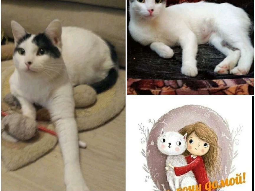 Красавица Лиза ищет дом