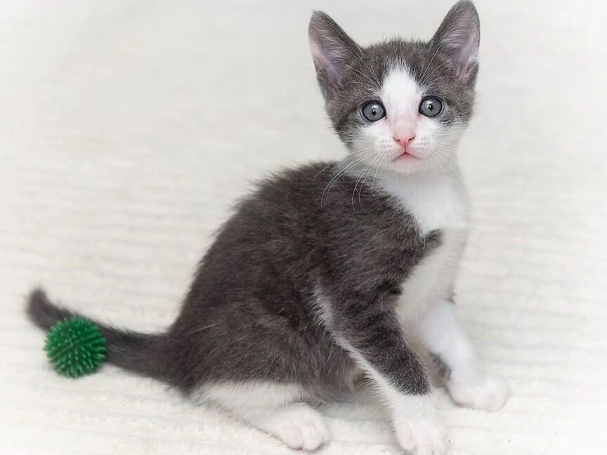 Котенок Перчик Чили (2 мес.) начинает искать дом