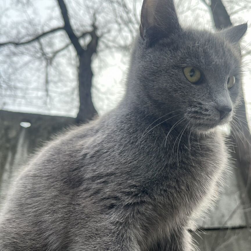 Котенок ищет дом