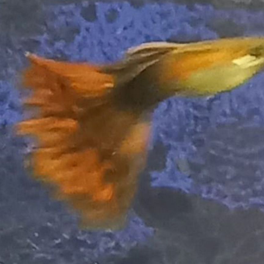 Рыбки гуппи