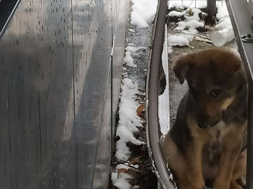 Джесика щенок