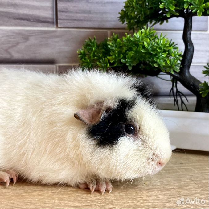 Морские свинки Американ.Тедди(самцы)