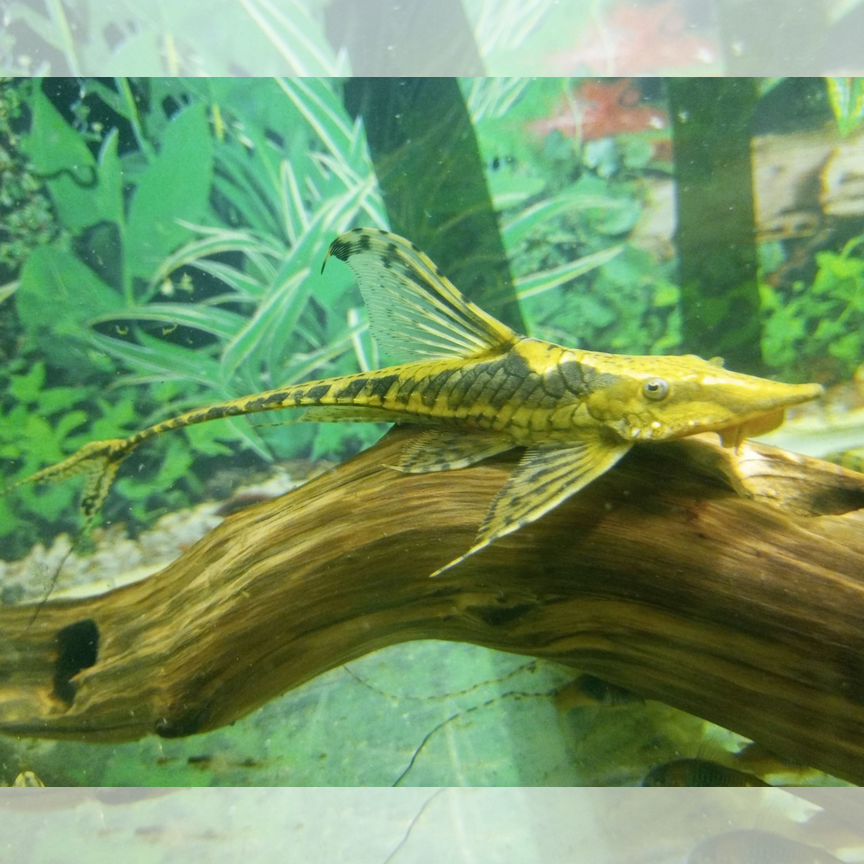 Стурисома панамская