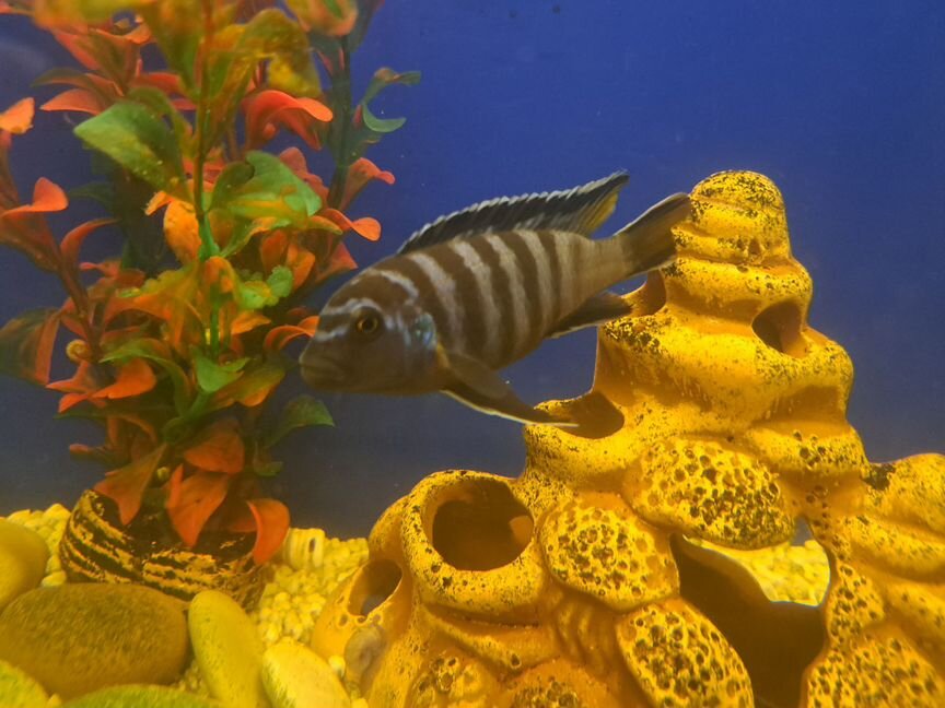 Цехлиды Элонгатус Мпанга Рыбка