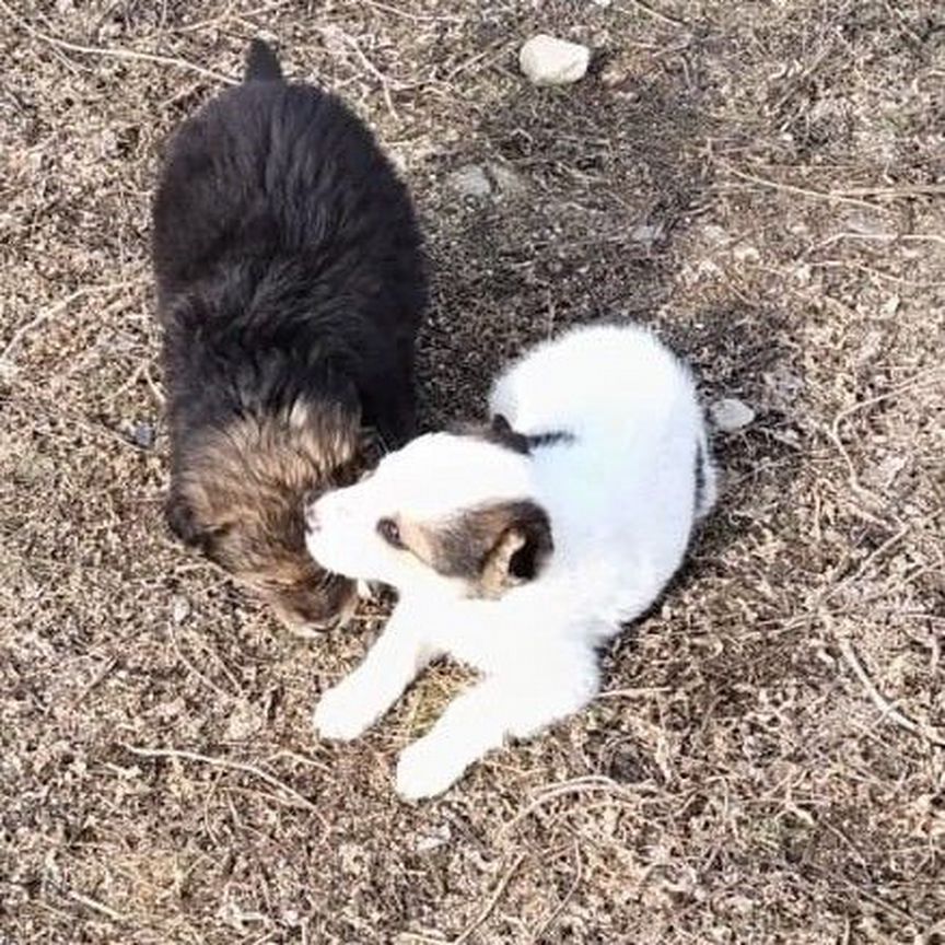 Щенки мальчики