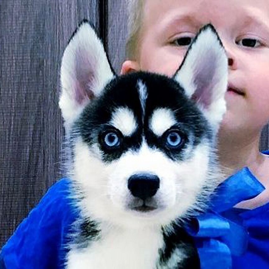 Хаски щенки мальчики и девочки