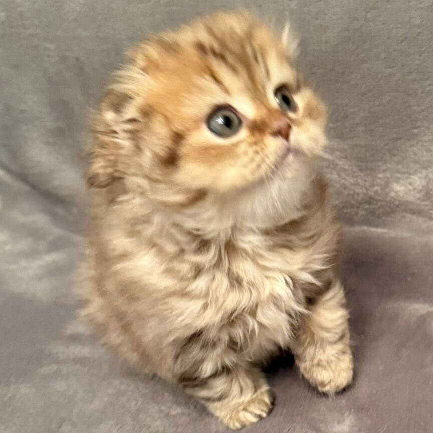 Шотландский вислоухий длинношёрстный котёнок
