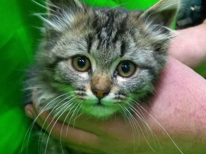 Котенок девочка Пушинка. В дар