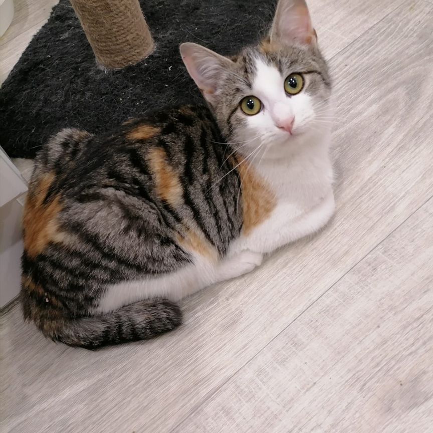 Хорошенький котенок 5 месяцев