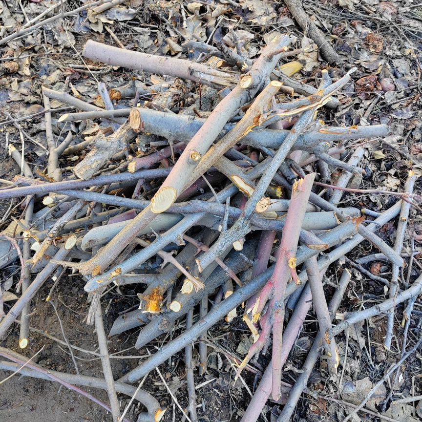 Ветки для птиц