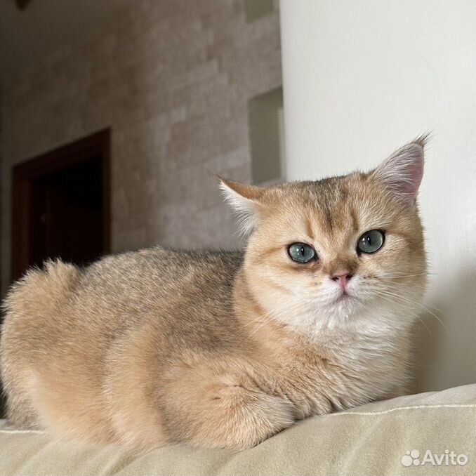 Кошка-человек