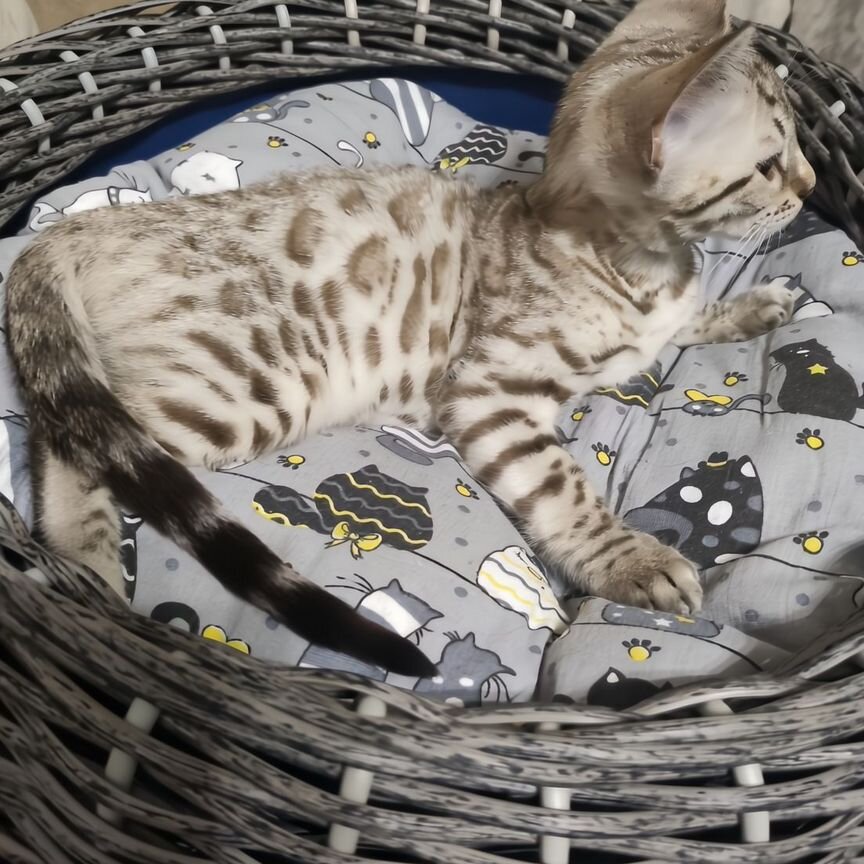 Лежанка для кошек