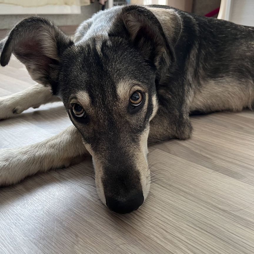 Щенок ищет своих хозяев