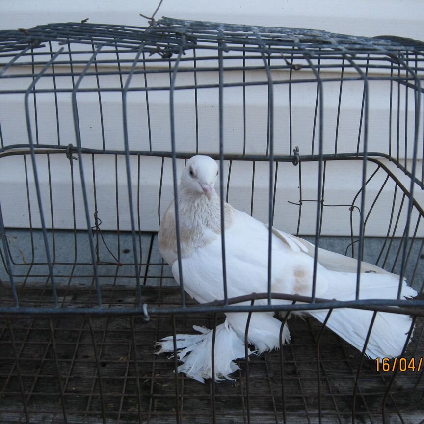 Голубка (Агаран)