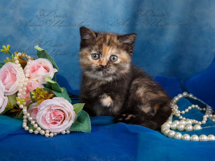 Шотландский вислоухий котенок, кошечка