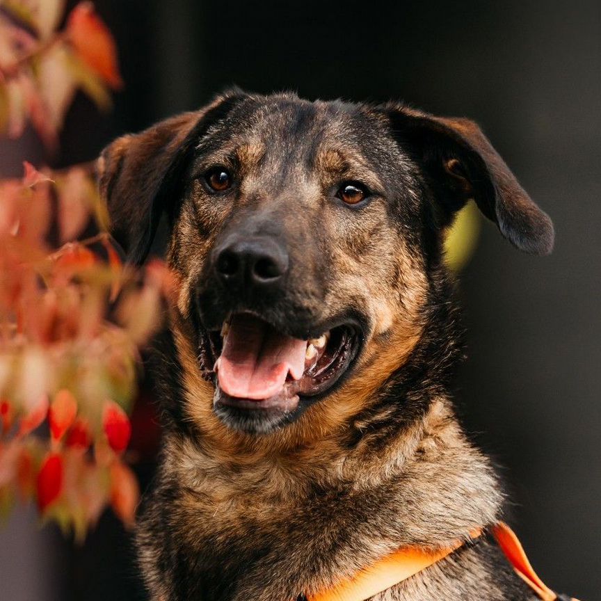 Взрослый пёс в добрые руки