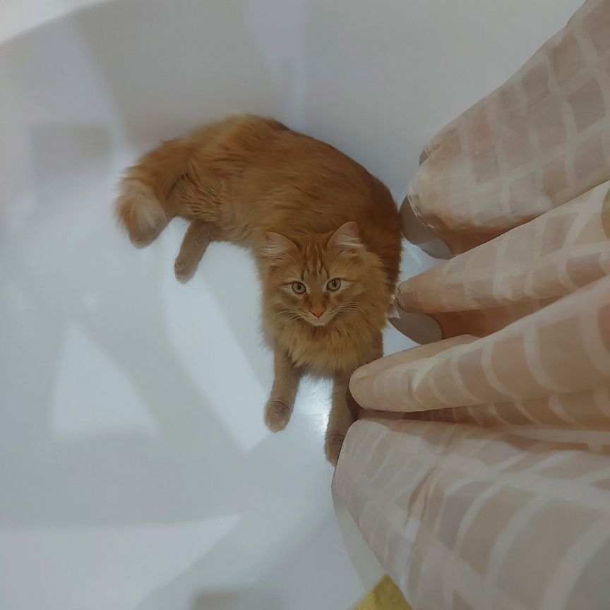 Кот для вязки