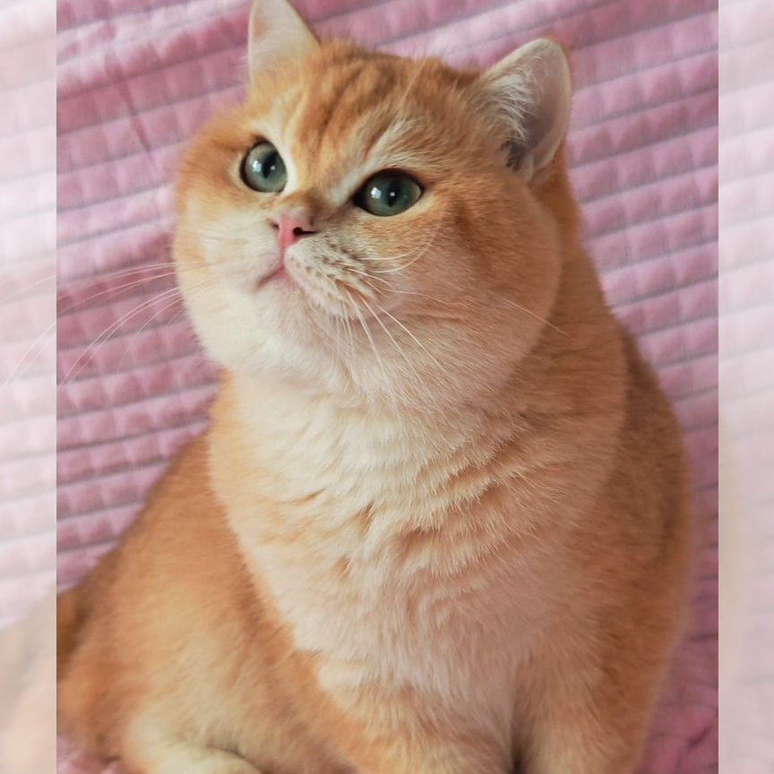 Британский короткошёрстный котёнок