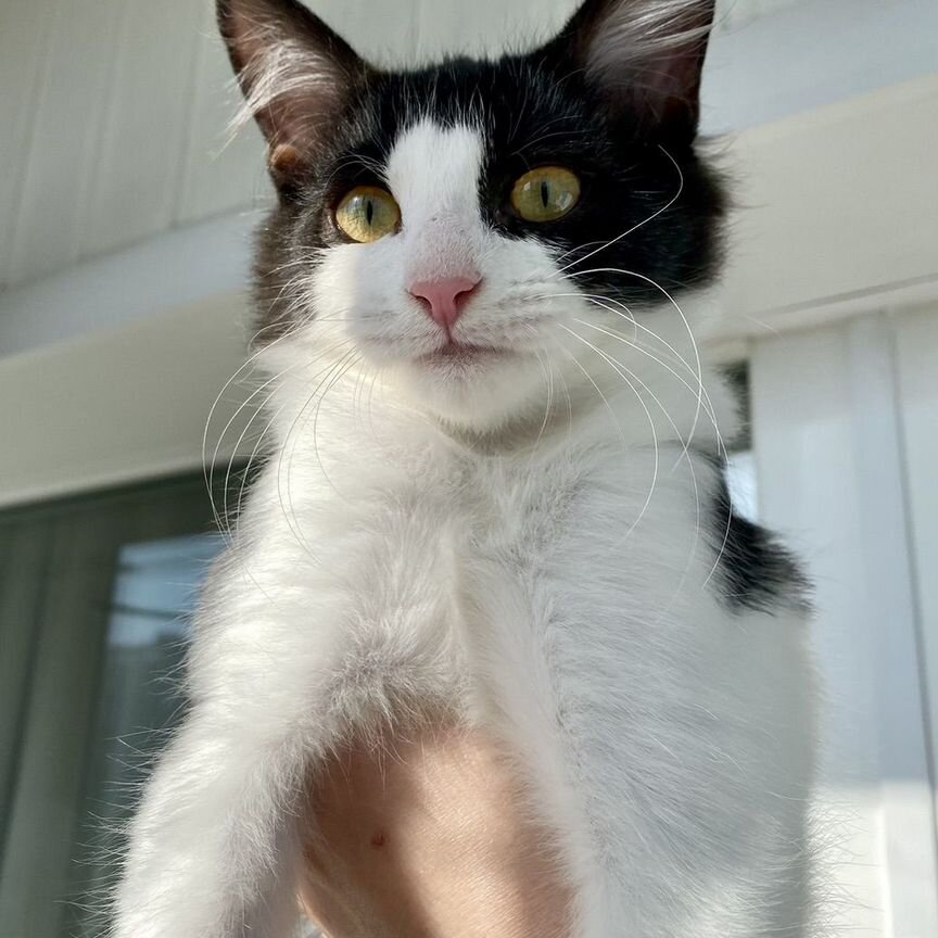 Черно-белый котенок с сердечком в добрые руки