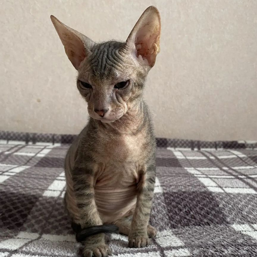 Донской сфинкс котёнок