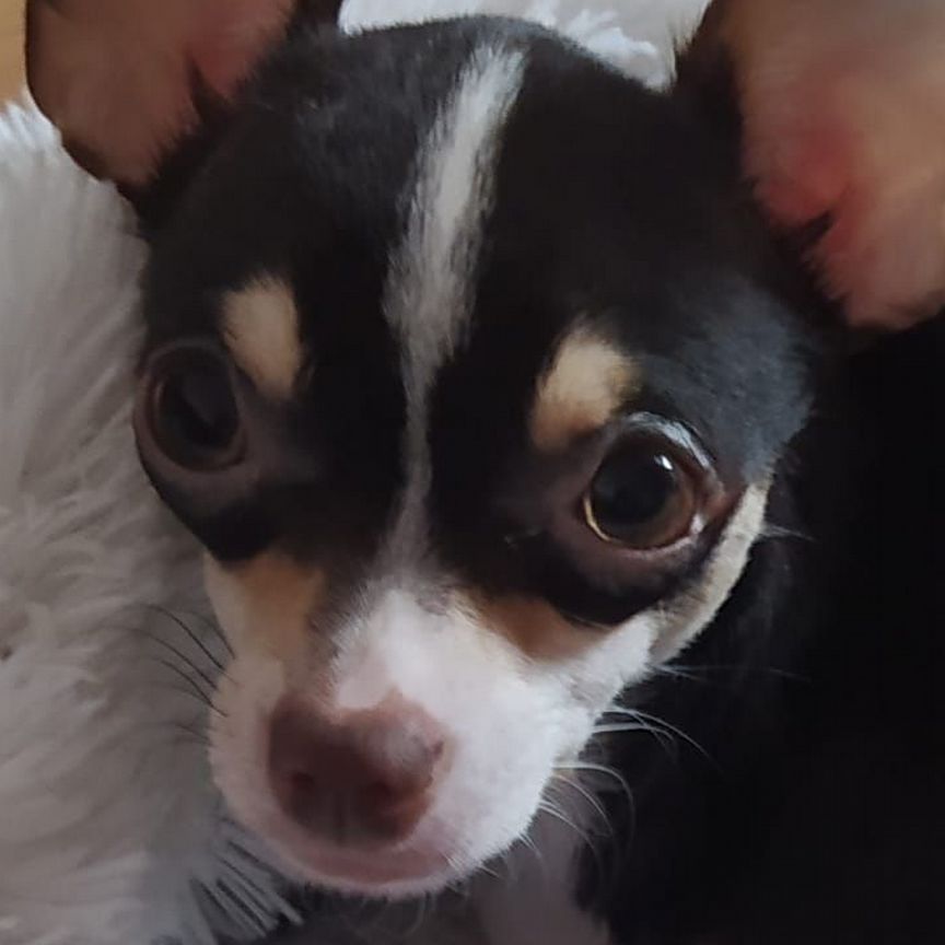 Продается собака чихуахуа