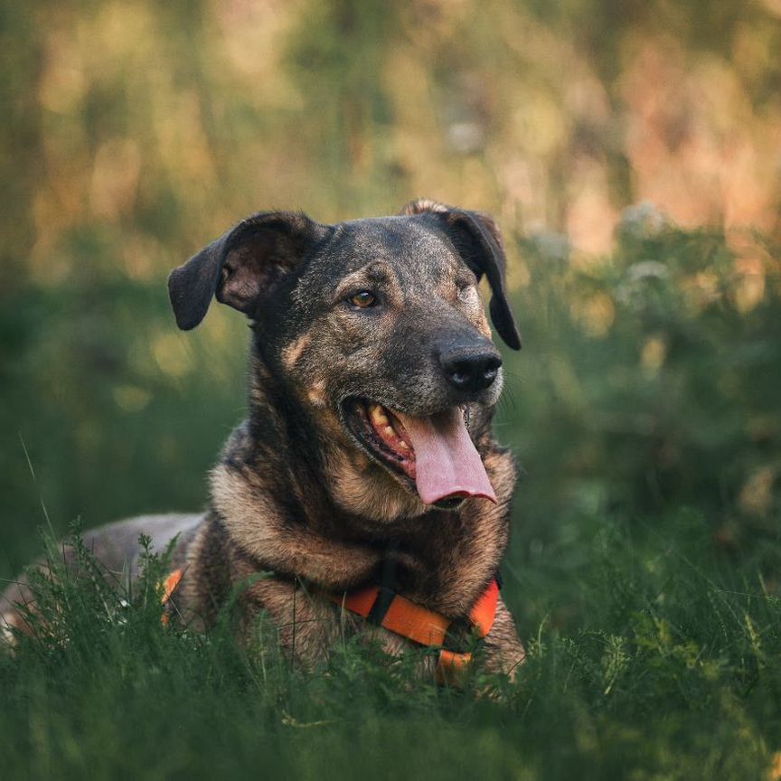 Собака в добрые руки