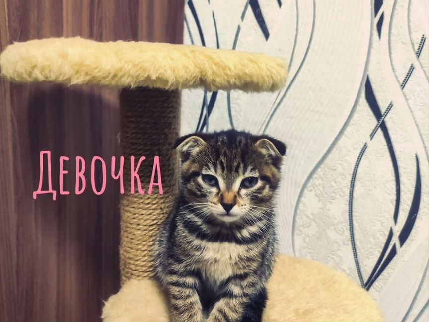 Вислоухие котята