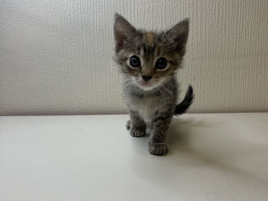 Котята в добрые руки бесплатно