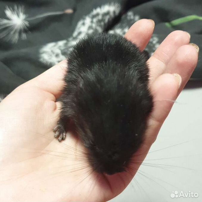 Шиншиленок