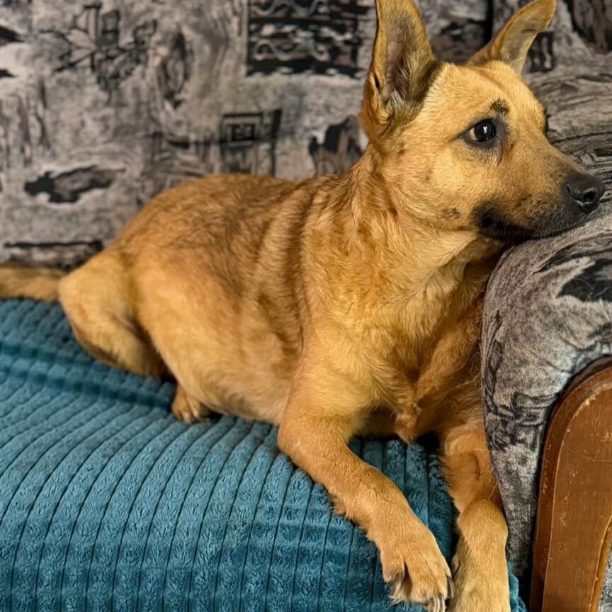 Взрослая собака в добрые руки