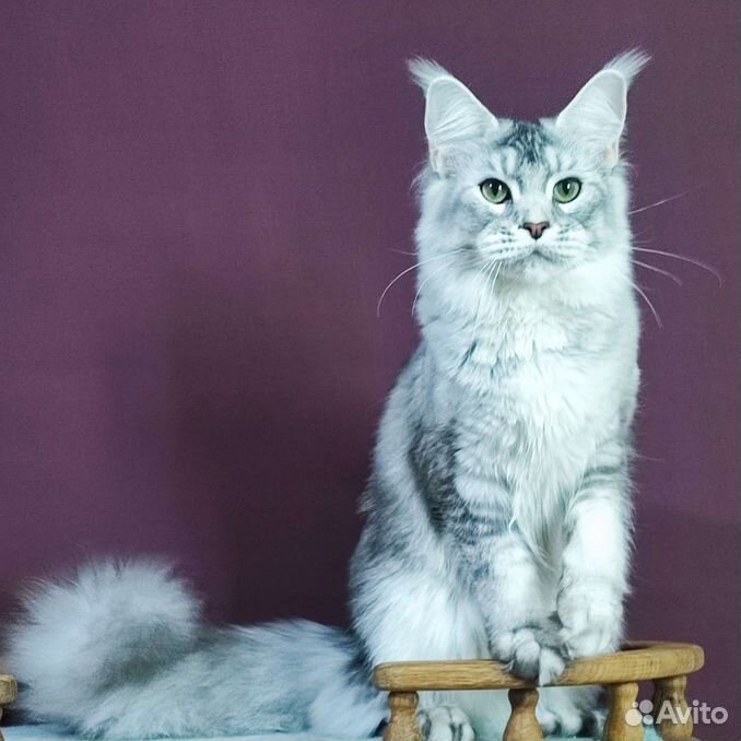 Серебряная Принцесса