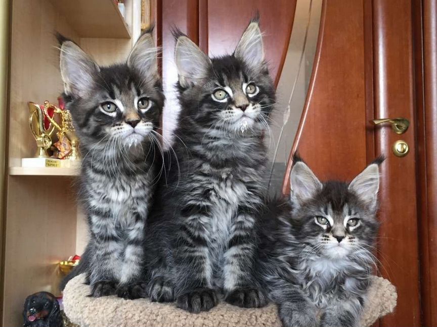От красотки мамы Шикарные котята породы мейн кун