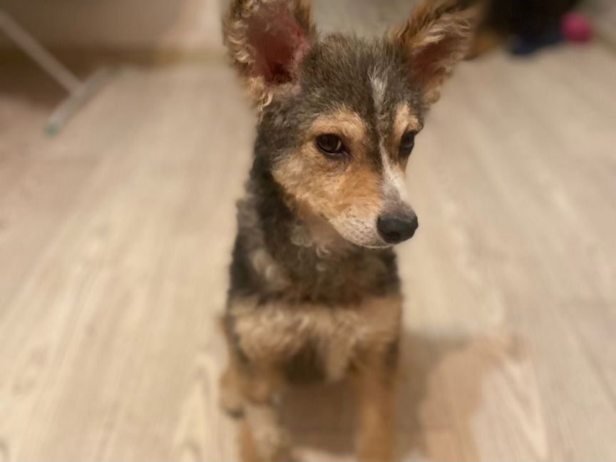 Щенок в добрые руки