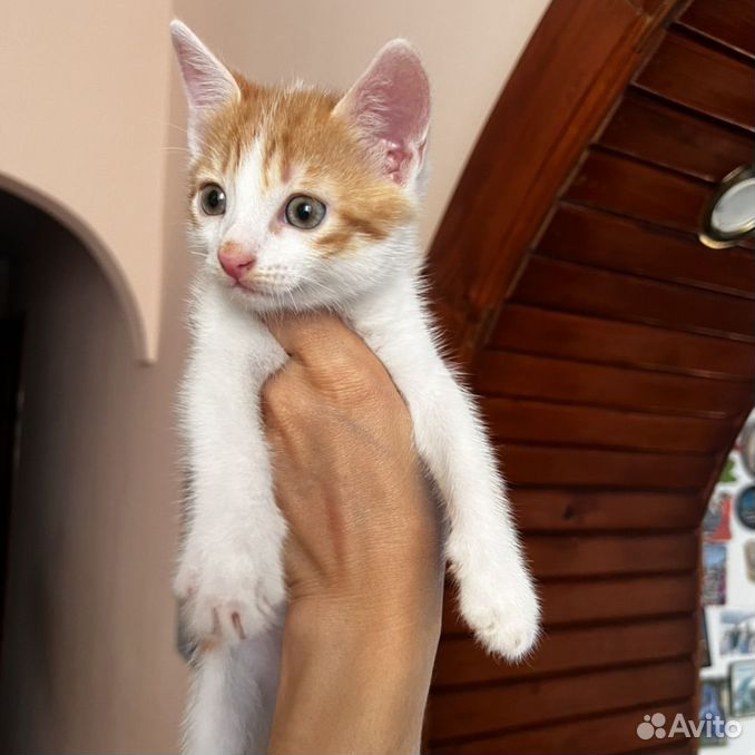 Котенок Рыжик в самые добрые руки