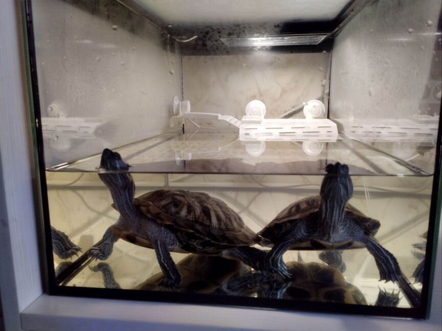 Красноухая черепаха