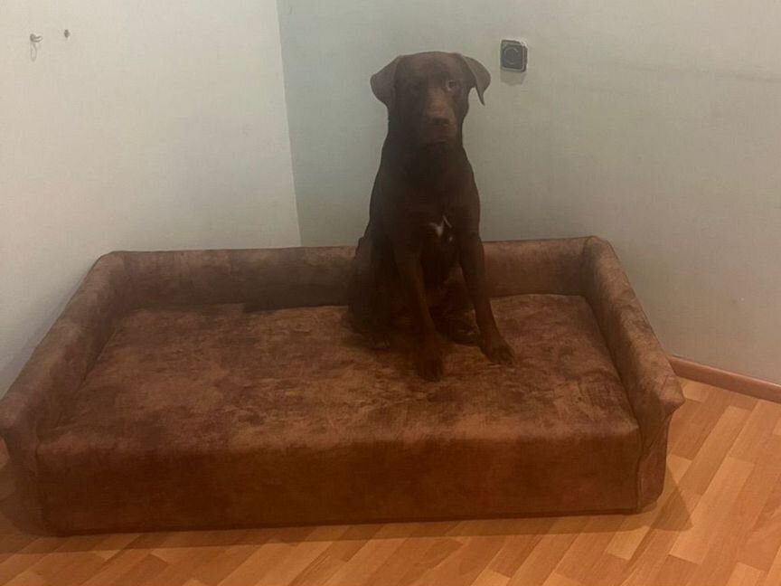 Диван (место)для собаки