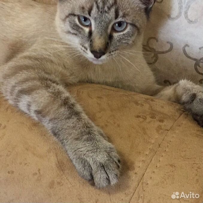 Тайский кот на вязку