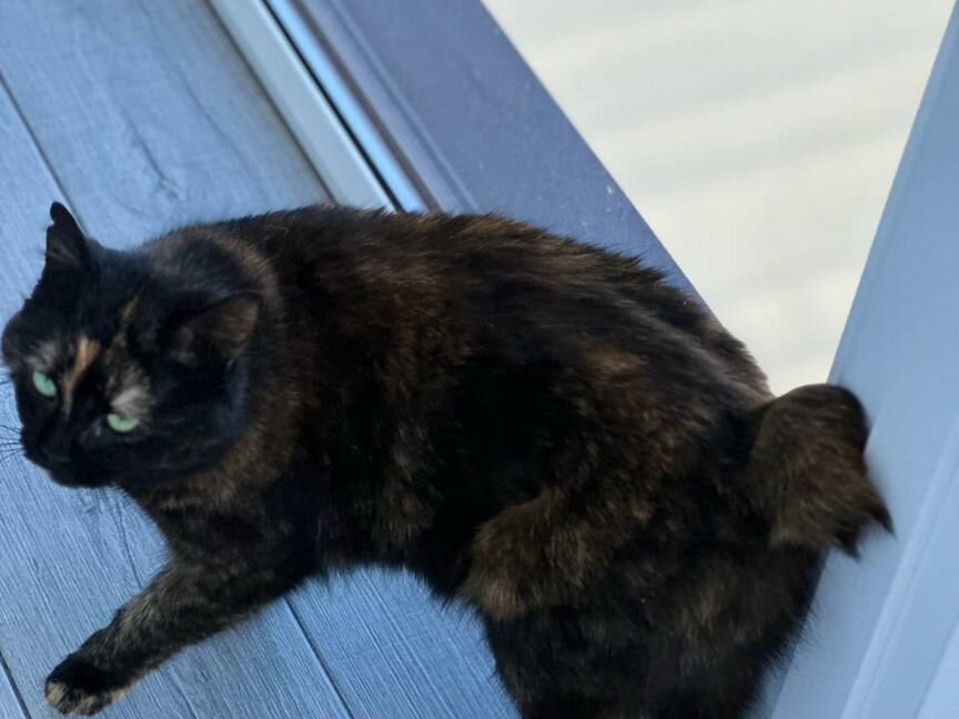 Японский бобтейл