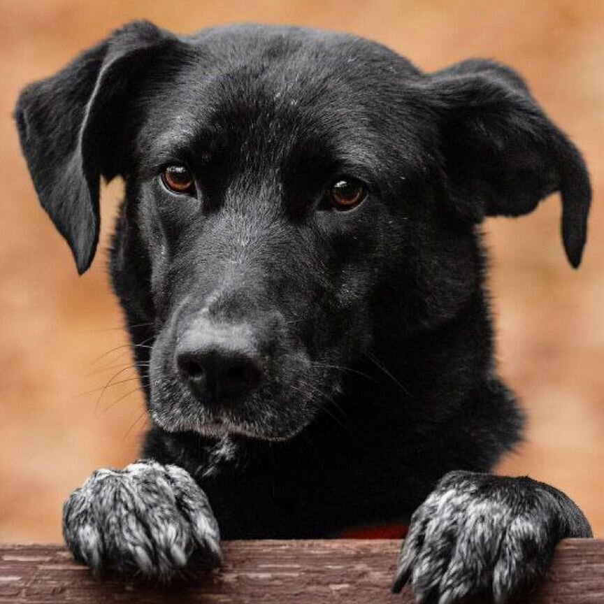 Взрослая собака в добрые руки