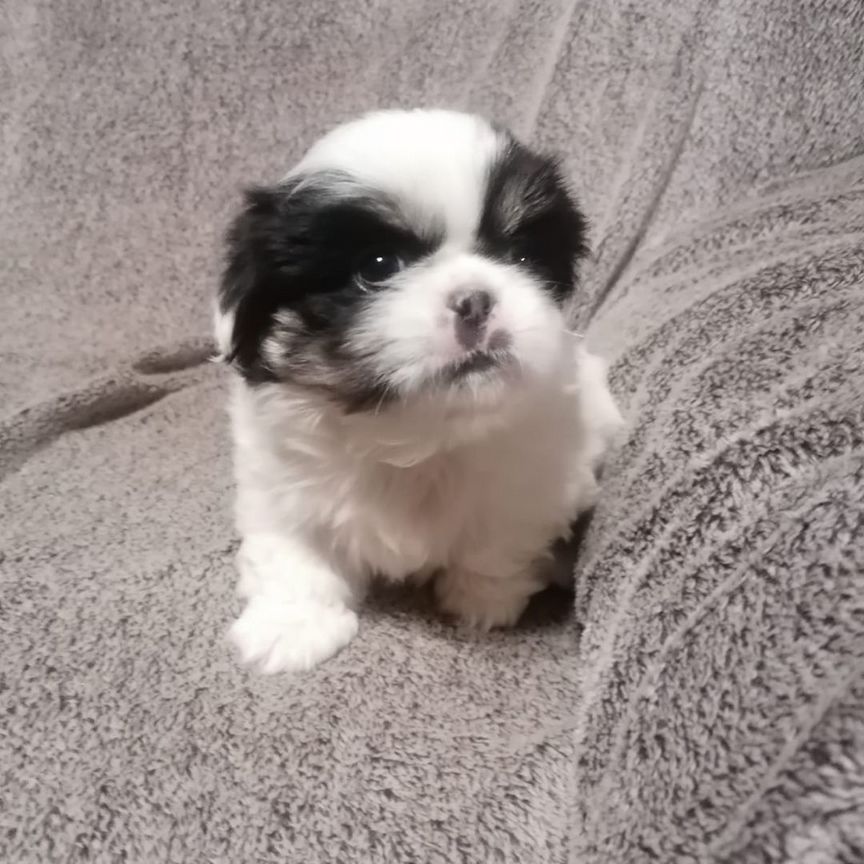 Щенок пекинес