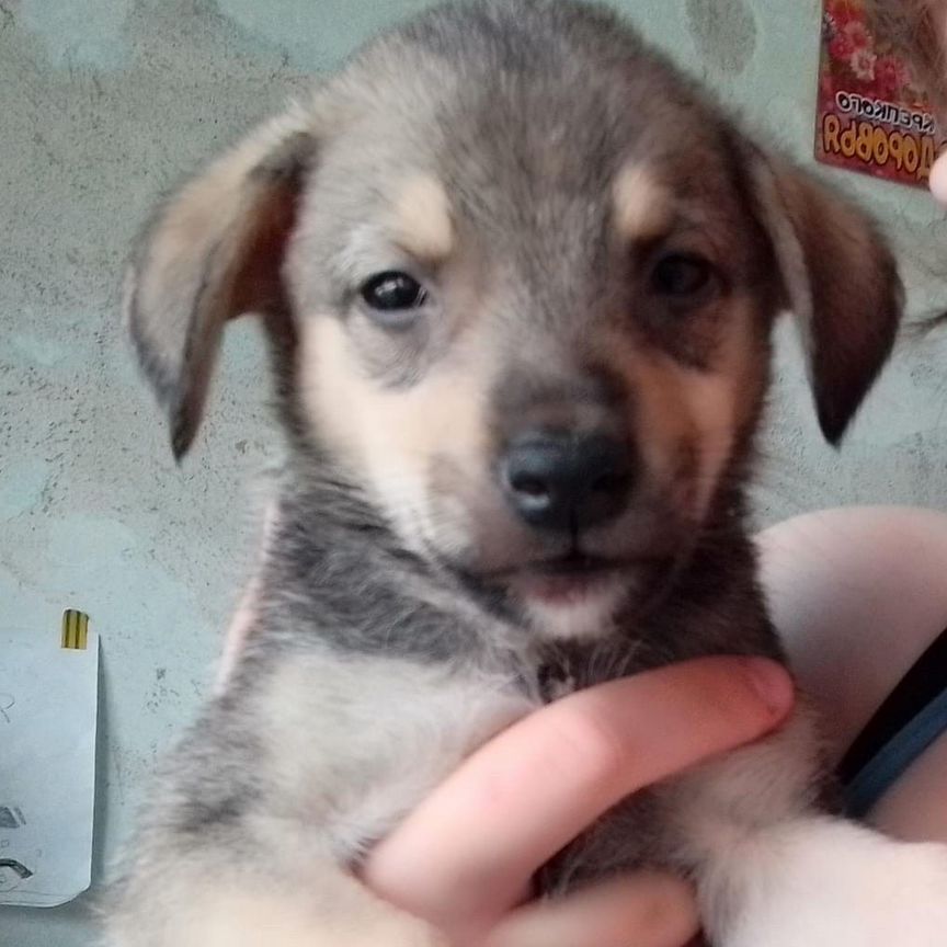Щенки