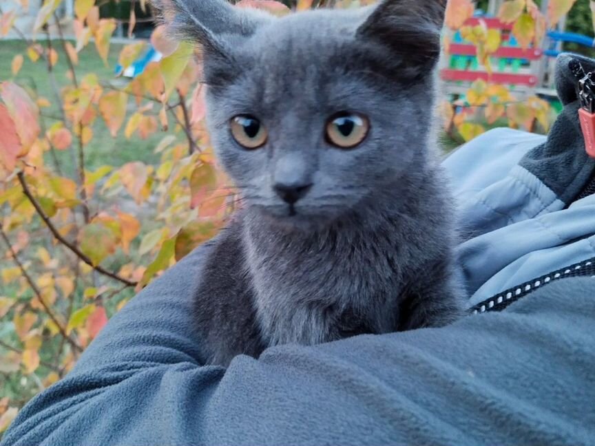 Котик 2-3 мес